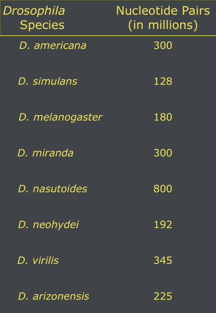 Fruit Fly, 100 Years Later • Darwin, Then and Now