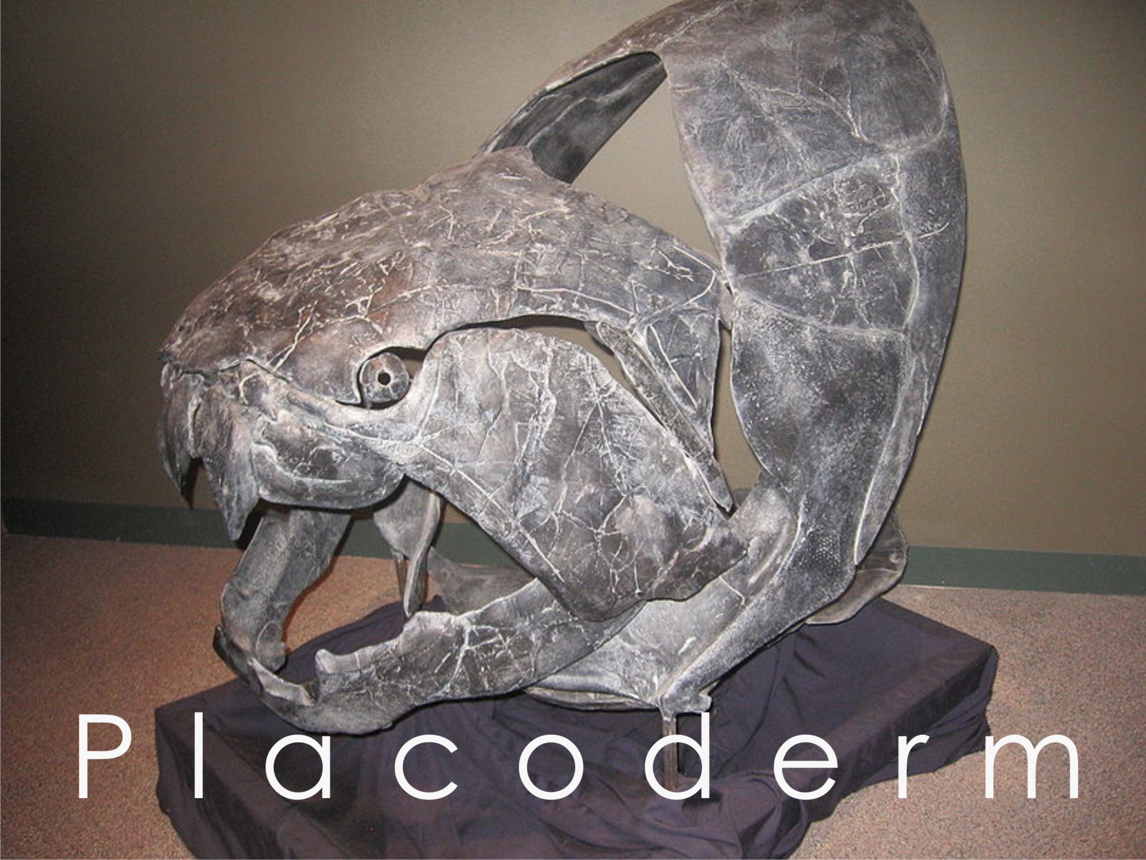 Placoderm – Fish