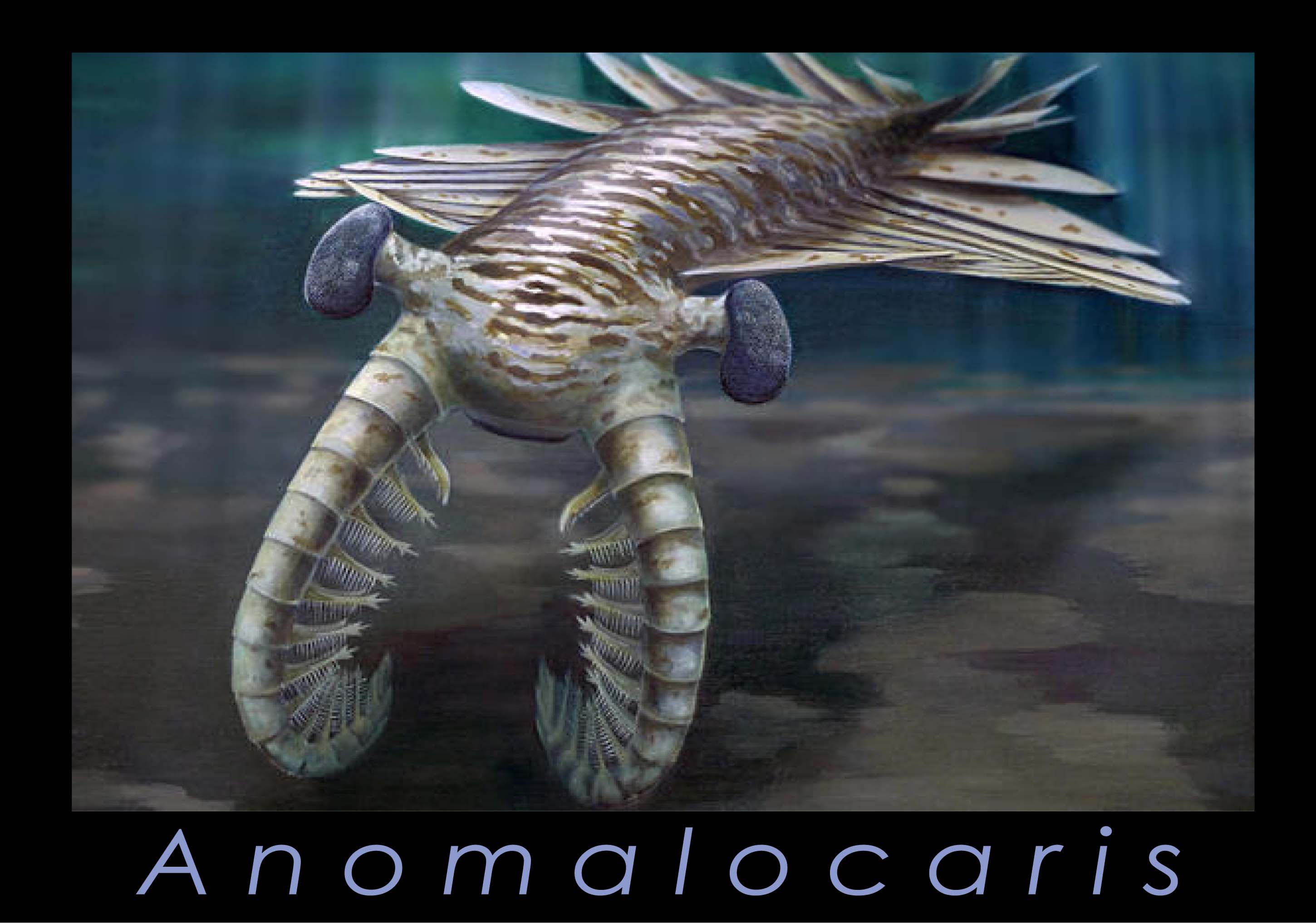 Anomalocaris - Richard William Nelson