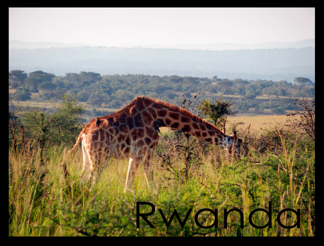 giraffe Archives • Darwin, Then and Now Evidence for Evolution